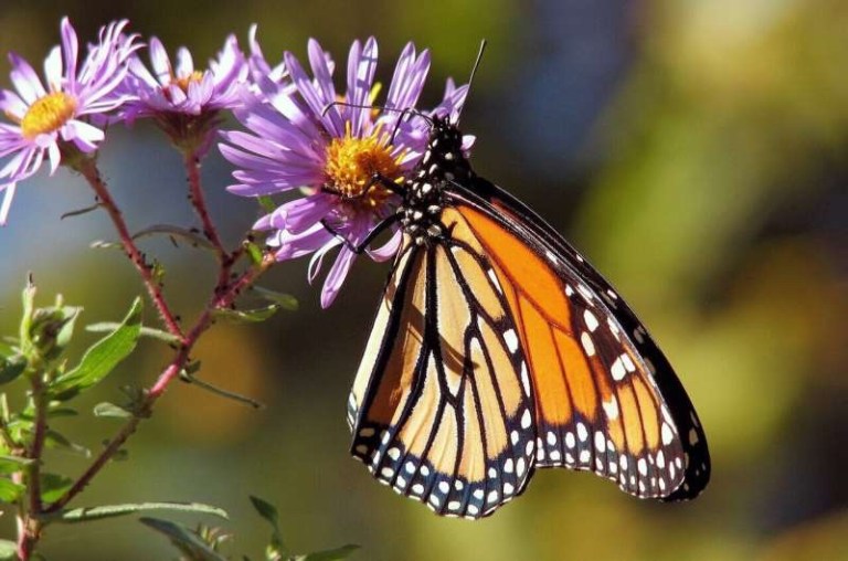 Why is the eastern monarch butterfly disappearing? – A New Theory of ...