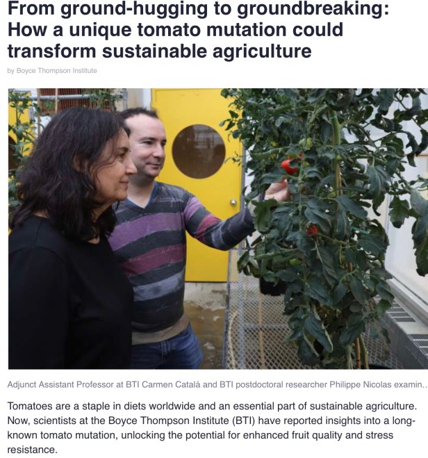 From ground-hugging to groundbreaking: How a unique tomato mutation ...