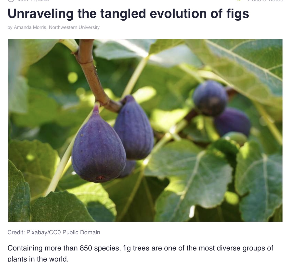 Unraveling the tangled evolution of figs – A New Theory of the Universe ...